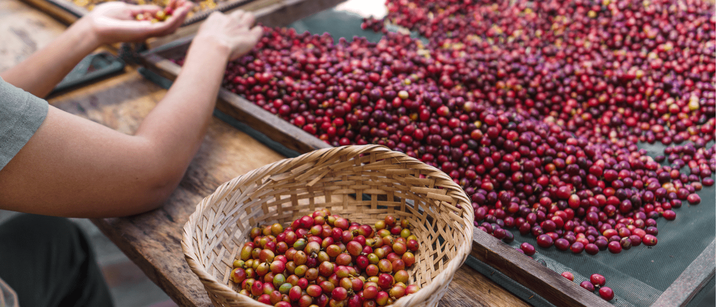 Decaf Coffee: The Origins & Decaffeination Process – Merlo Coffee